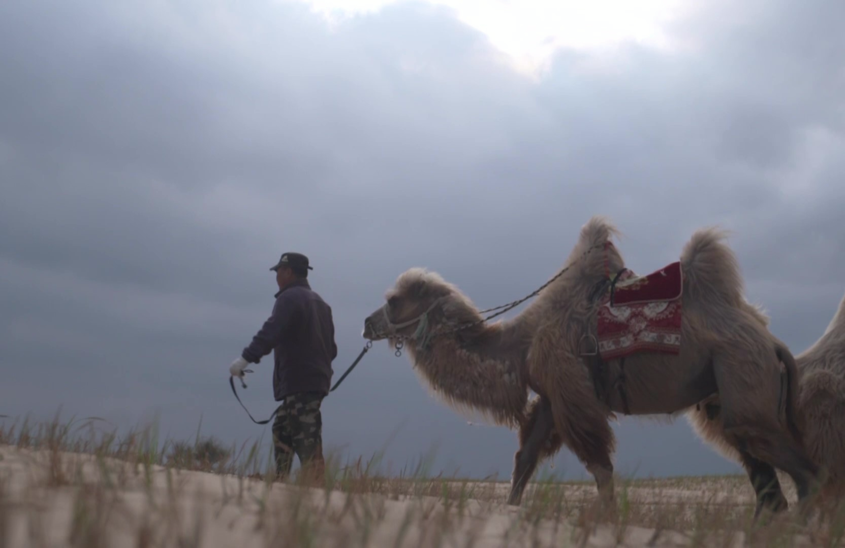 A camel keeper of Horqin Sandy Land丨1.4 Billion-China Story
